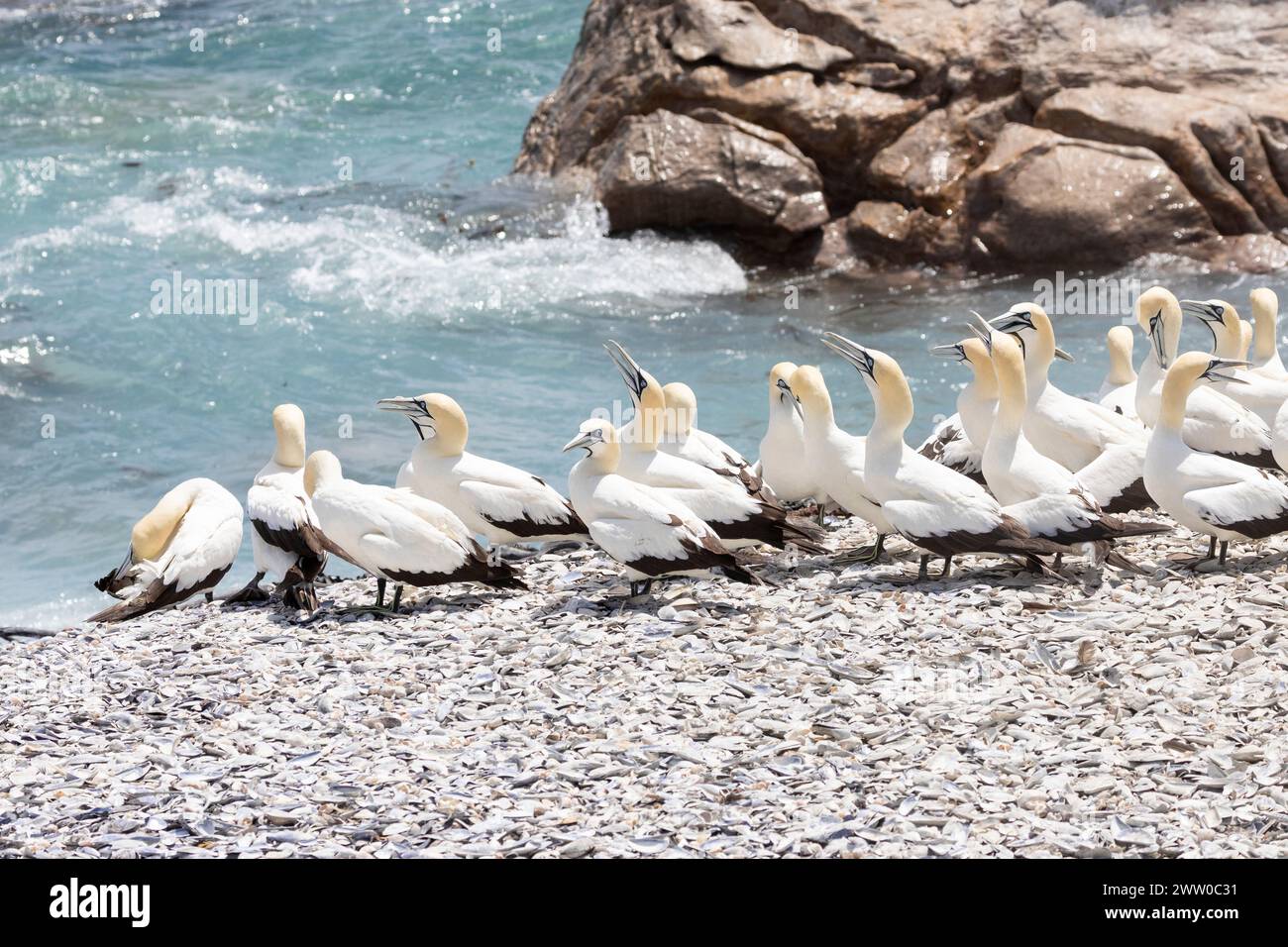Cape Gannet (Morus capensis) at the breeding colony on Bird Island ...