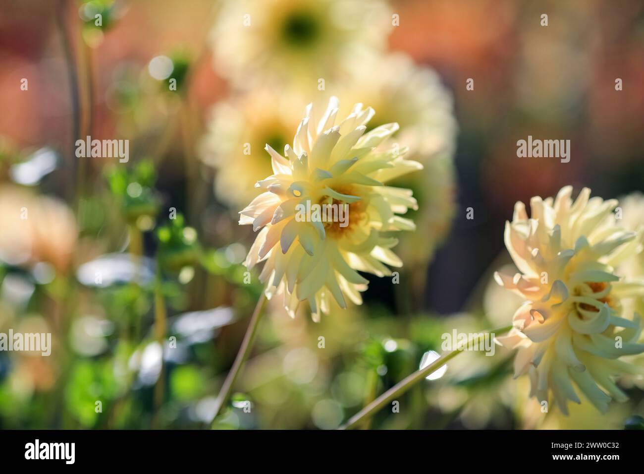 Dahlia is a member of the Compositae (also called Asteraceae) family of ...