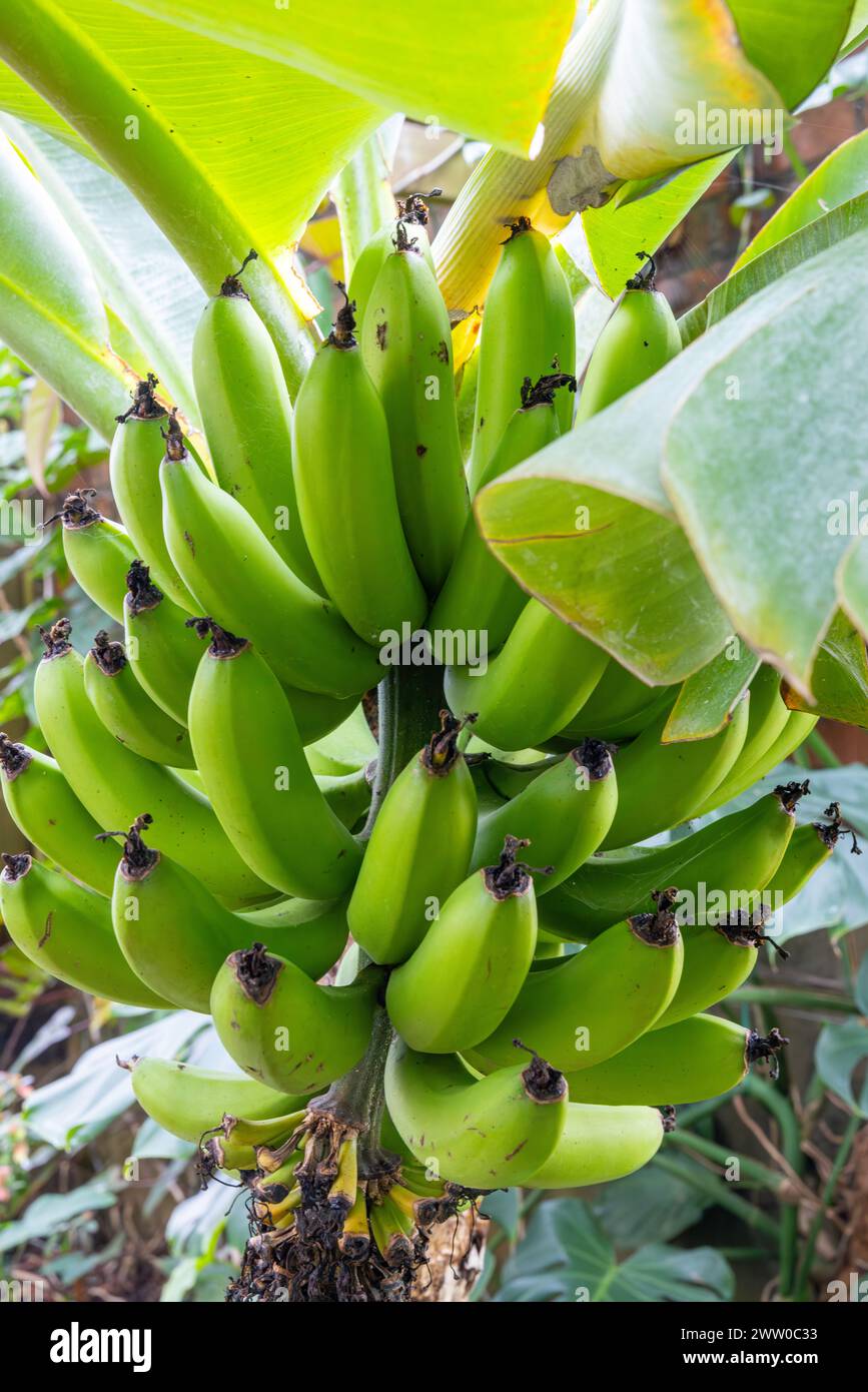 Unpicked bananas hi-res stock photography and images - Alamy