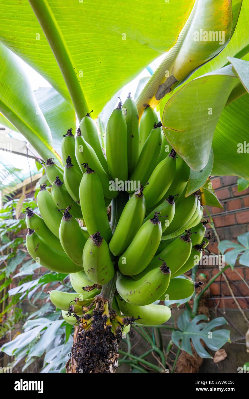 Unpicked bananas hi-res stock photography and images - Alamy