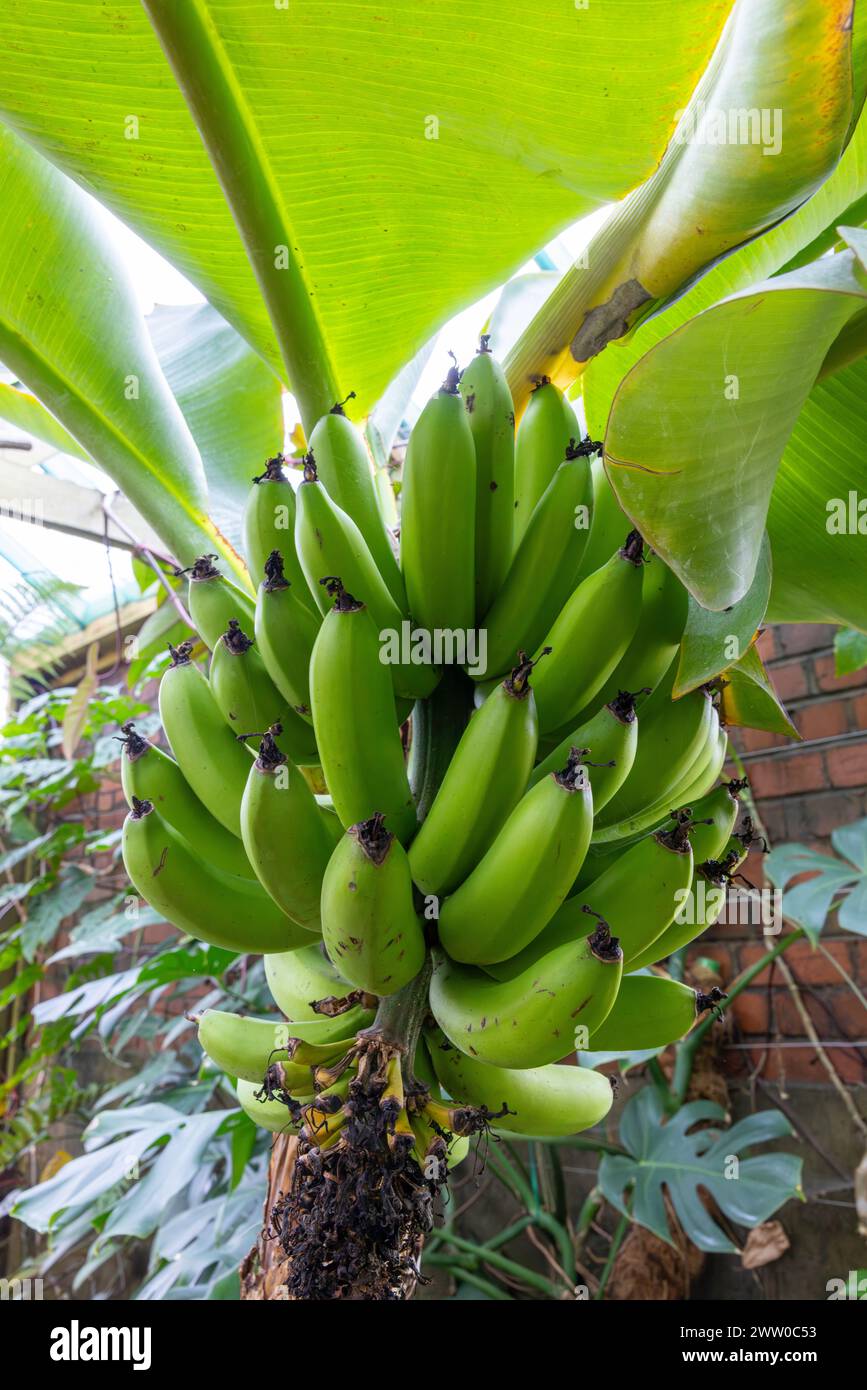 Unpicked bananas hi-res stock photography and images - Alamy