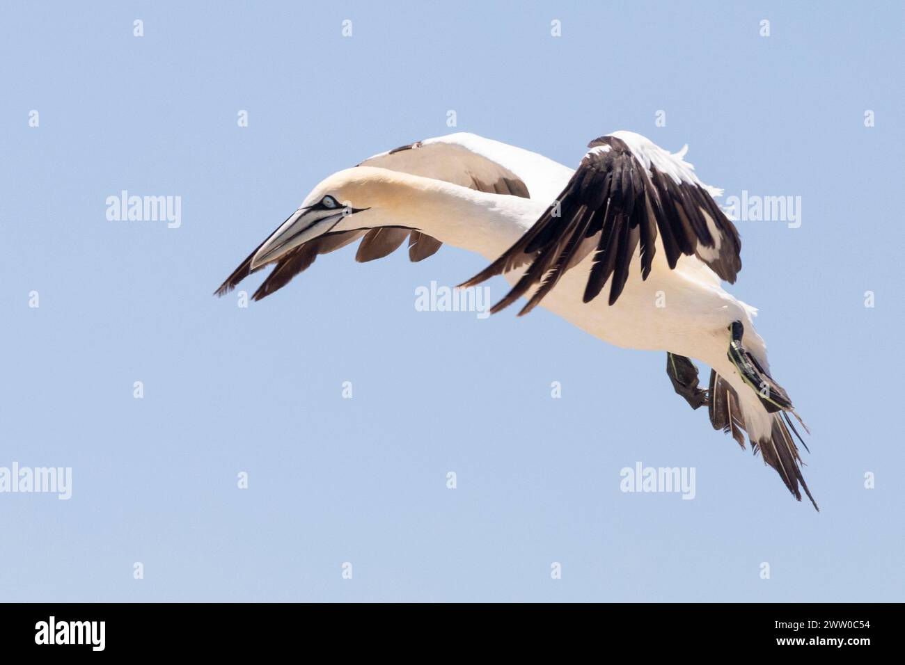 Cape Gannet (Morus capensis) at the breeding colony on Bird Island ...