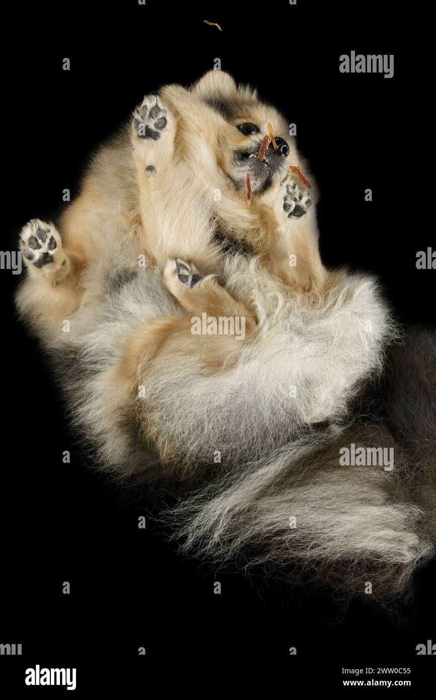 Dog paw bottom hi-res stock photography and images - Alamy