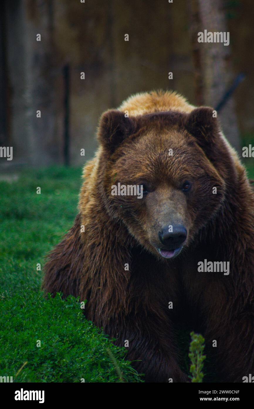 Bear resting hi-res stock photography and images - Alamy