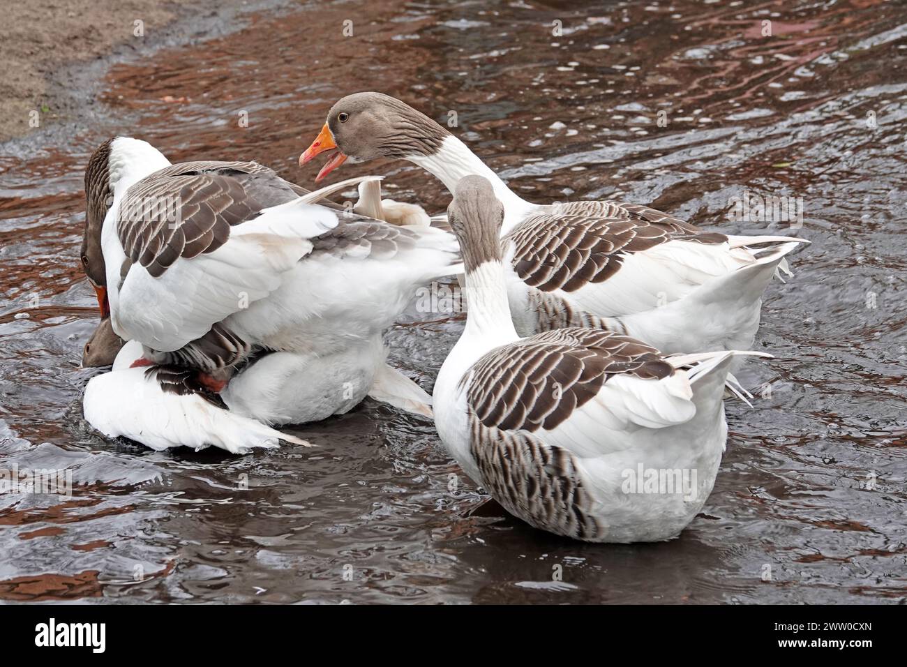 Mating geese with two annoyed spectators in brown water Stock Photo - Alamy
