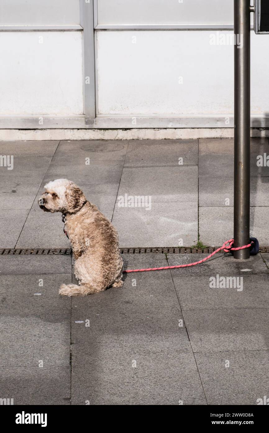 Dog tied up hi-res stock photography and images - Alamy