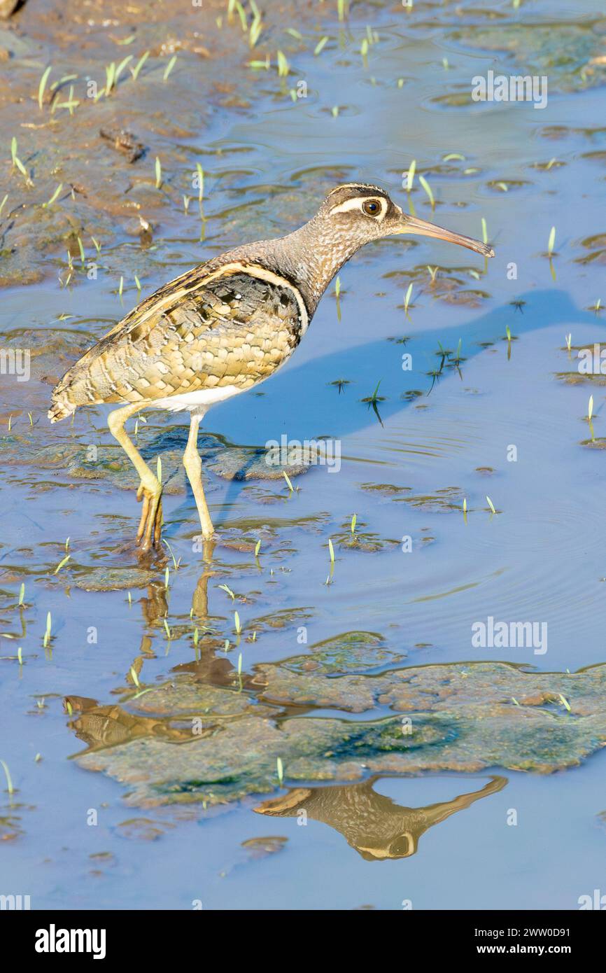 Male Greater Painted-snipe (Rostratula benghalensis), Limpopo, South ...