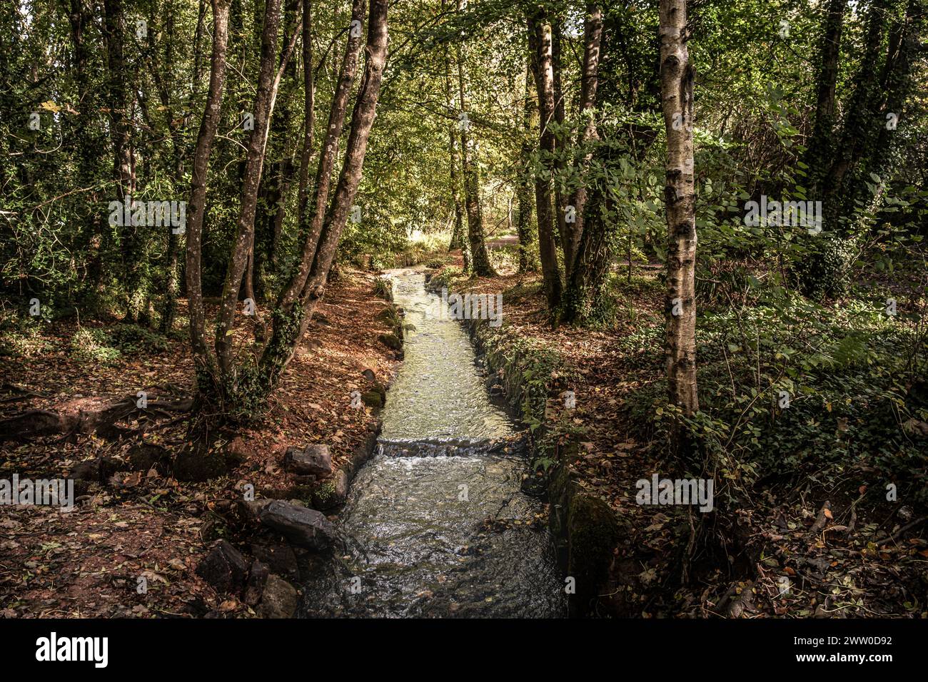 Tehidy stream flowing through Tehidy Woods in Cornwall in the UK Stock ...