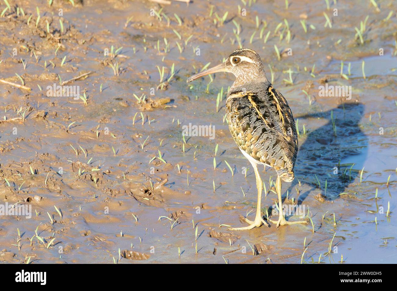 Male Greater Painted-snipe (Rostratula benghalensis), Limpopo, South ...