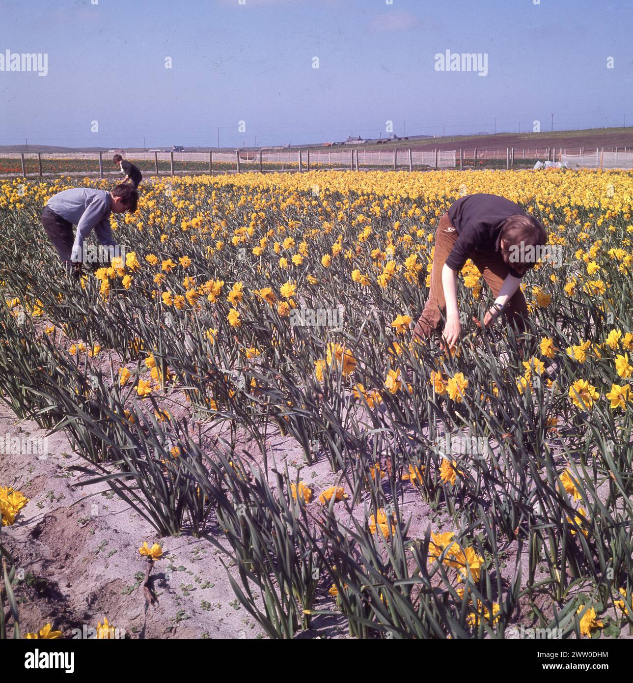 1960s, historical, males picking flowers, daffodils, in a field at ...