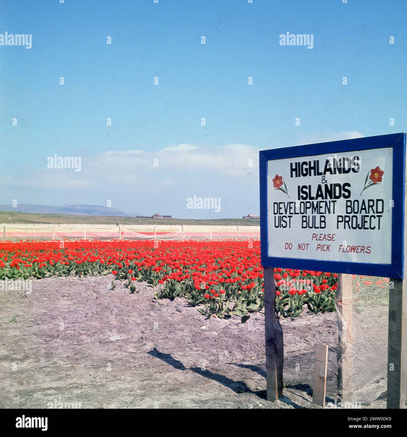1960s, historical, Flowers growing in a field, Bailemor, North Uist ...
