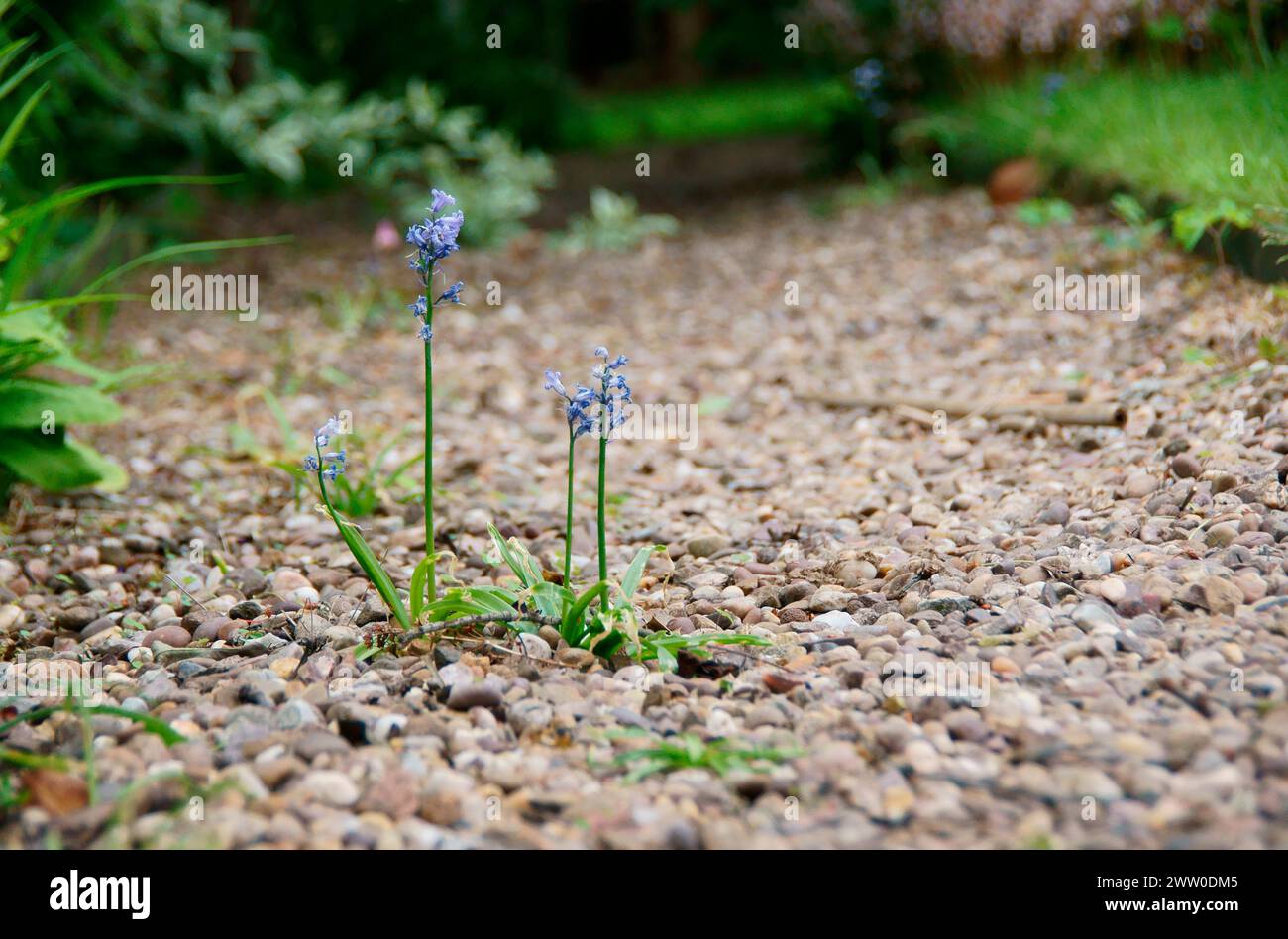 Bluebell walk in the woods viewing the vivid bluebells laid out like a ...