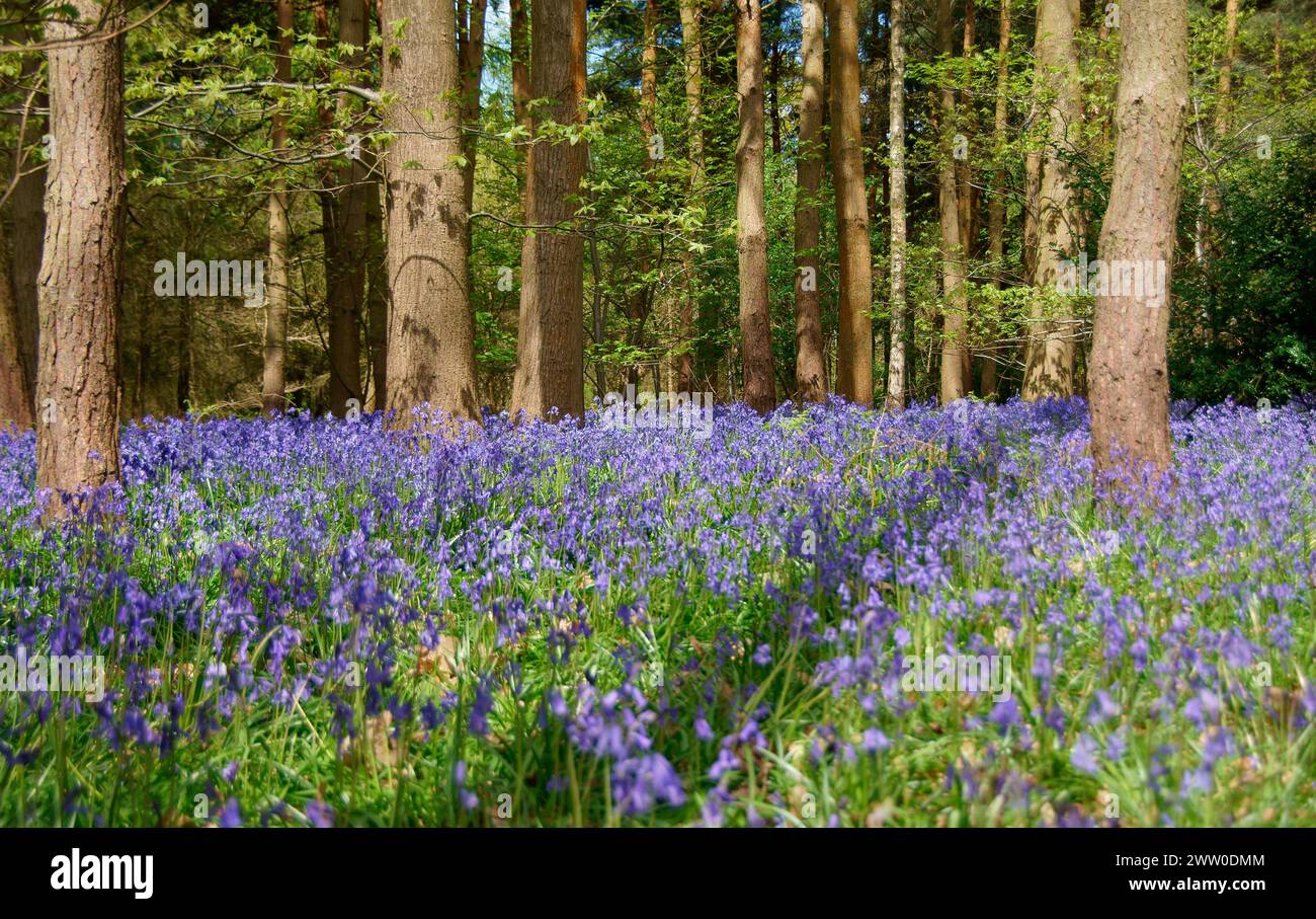 Bluebell walk in the woods viewing the vivid bluebells laid out like a ...