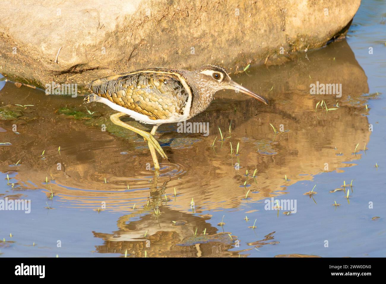 Male Greater Painted-snipe (Rostratula benghalensis), Limpopo, South ...