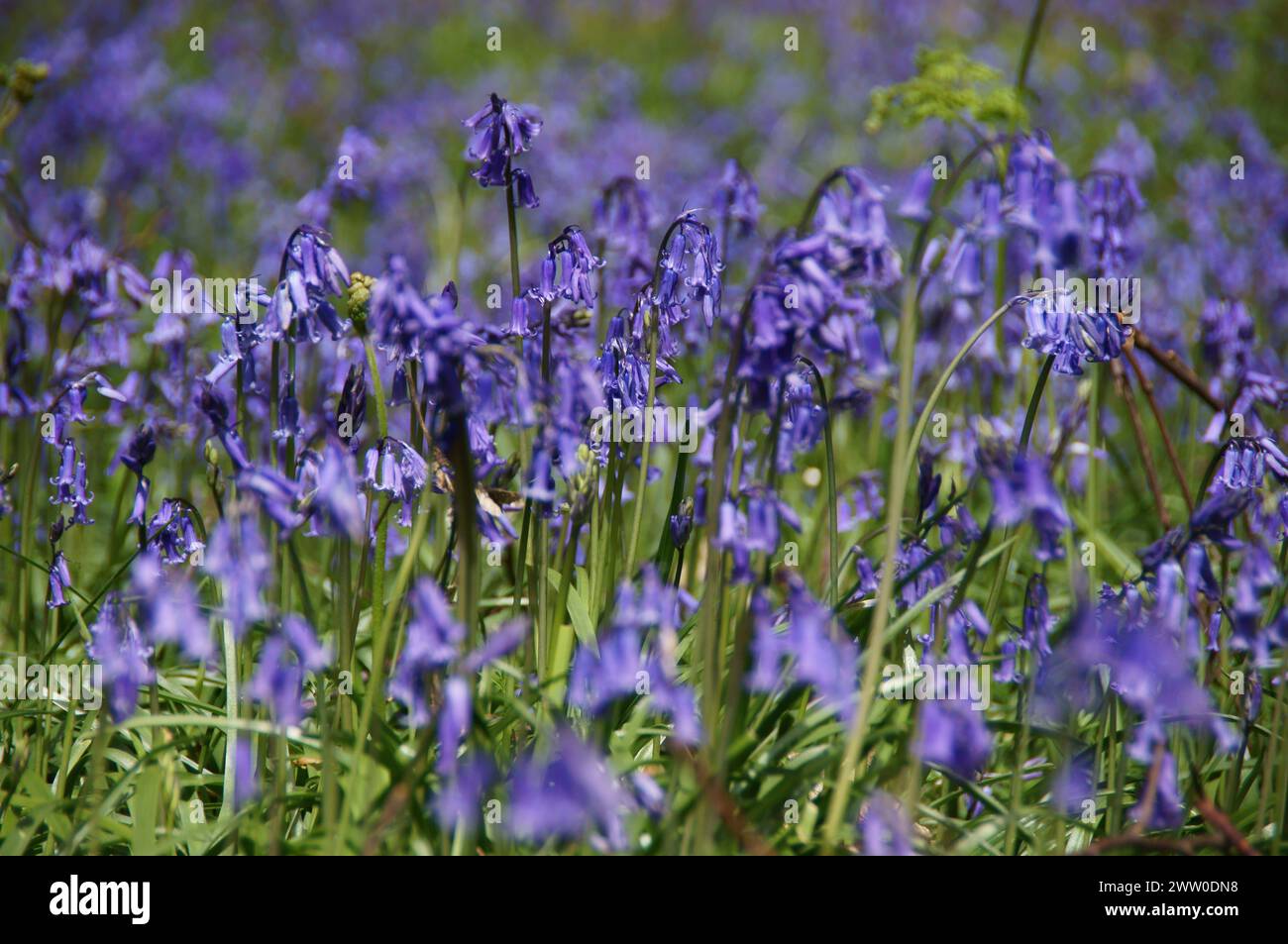 Bluebell walk in the woods viewing the vivid bluebells laid out like a ...