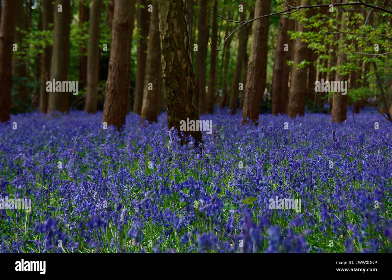 Bluebell walk in the woods viewing the vivid bluebells laid out like a ...