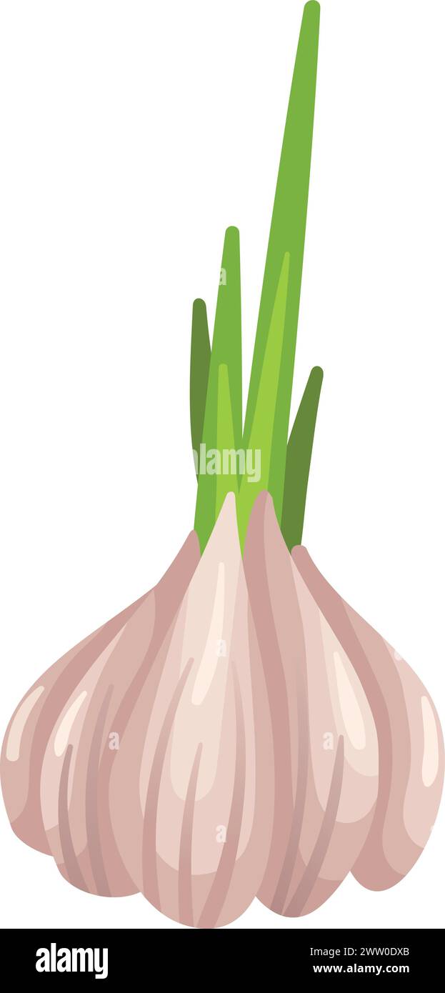 Garlic green stalk. Fresh healthy cartoon vegetable Stock Vector Image ...