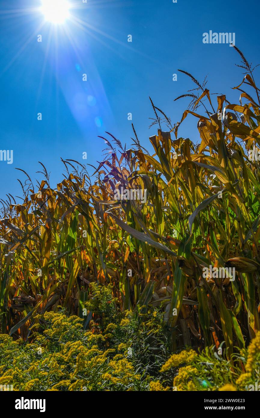 Farm canada ontario corn hi-res stock photography and images - Alamy