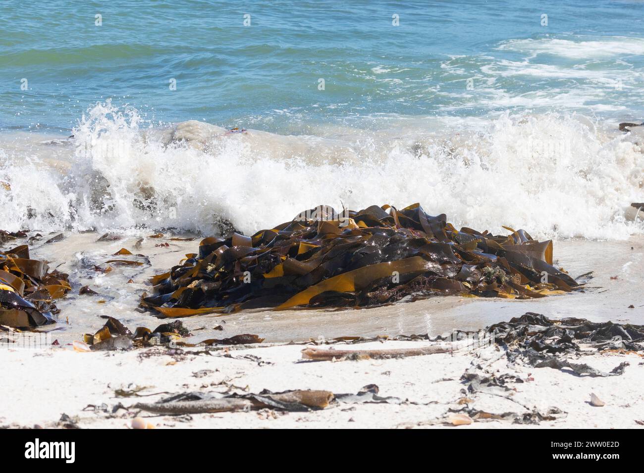 Fresh kelp, Laminariales, washed ashore on Olifantsbos beach, Western ...