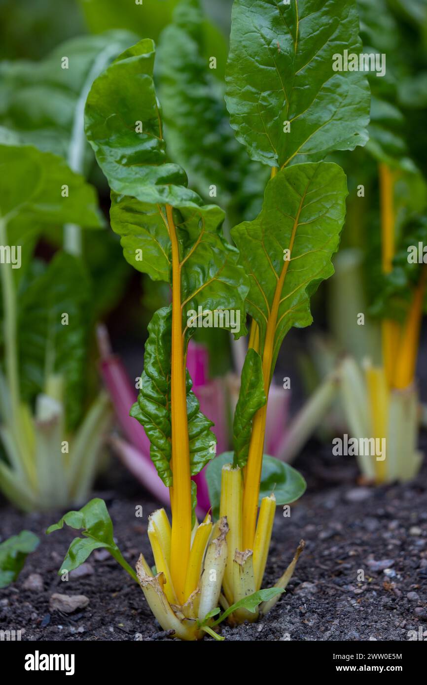 Golden beet hi-res stock photography and images - Alamy