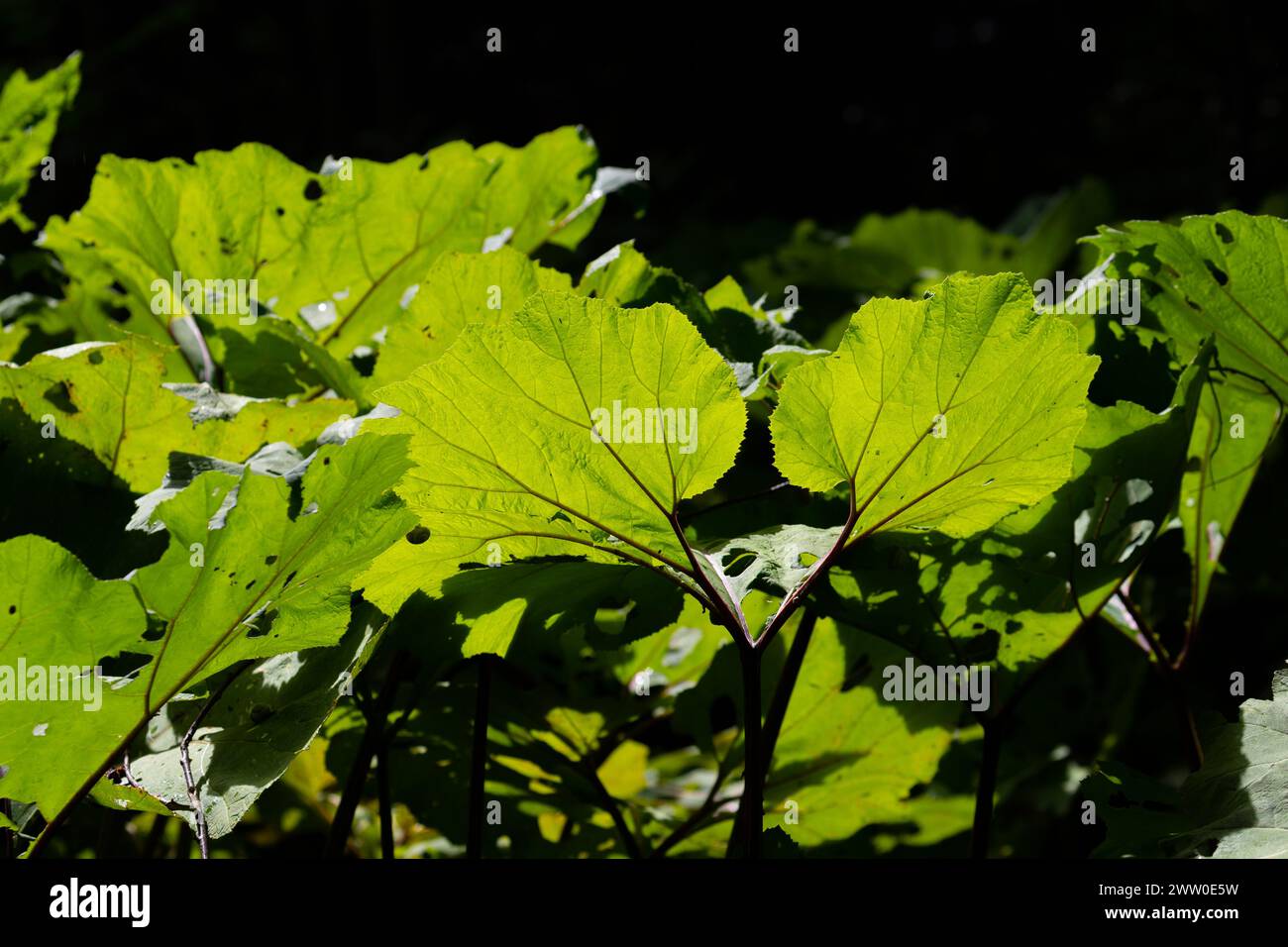 Wild rubarb hi-res stock photography and images - Alamy