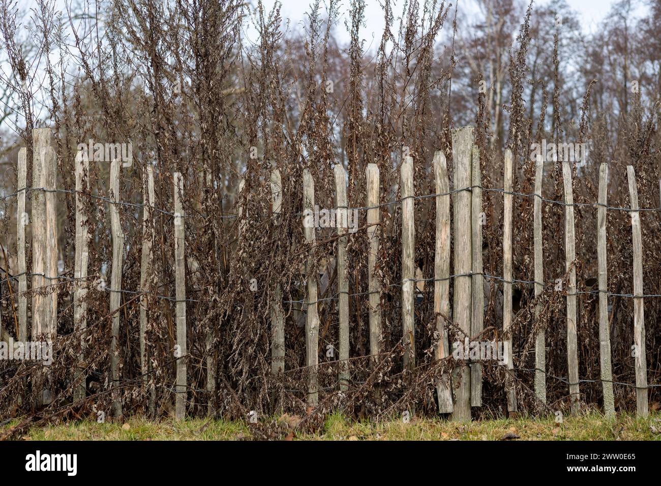 Wooden weathered fence with dry withered plants in early spring Stock ...