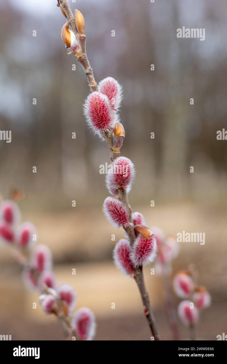 Breaking bud hi-res stock photography and images - Alamy
