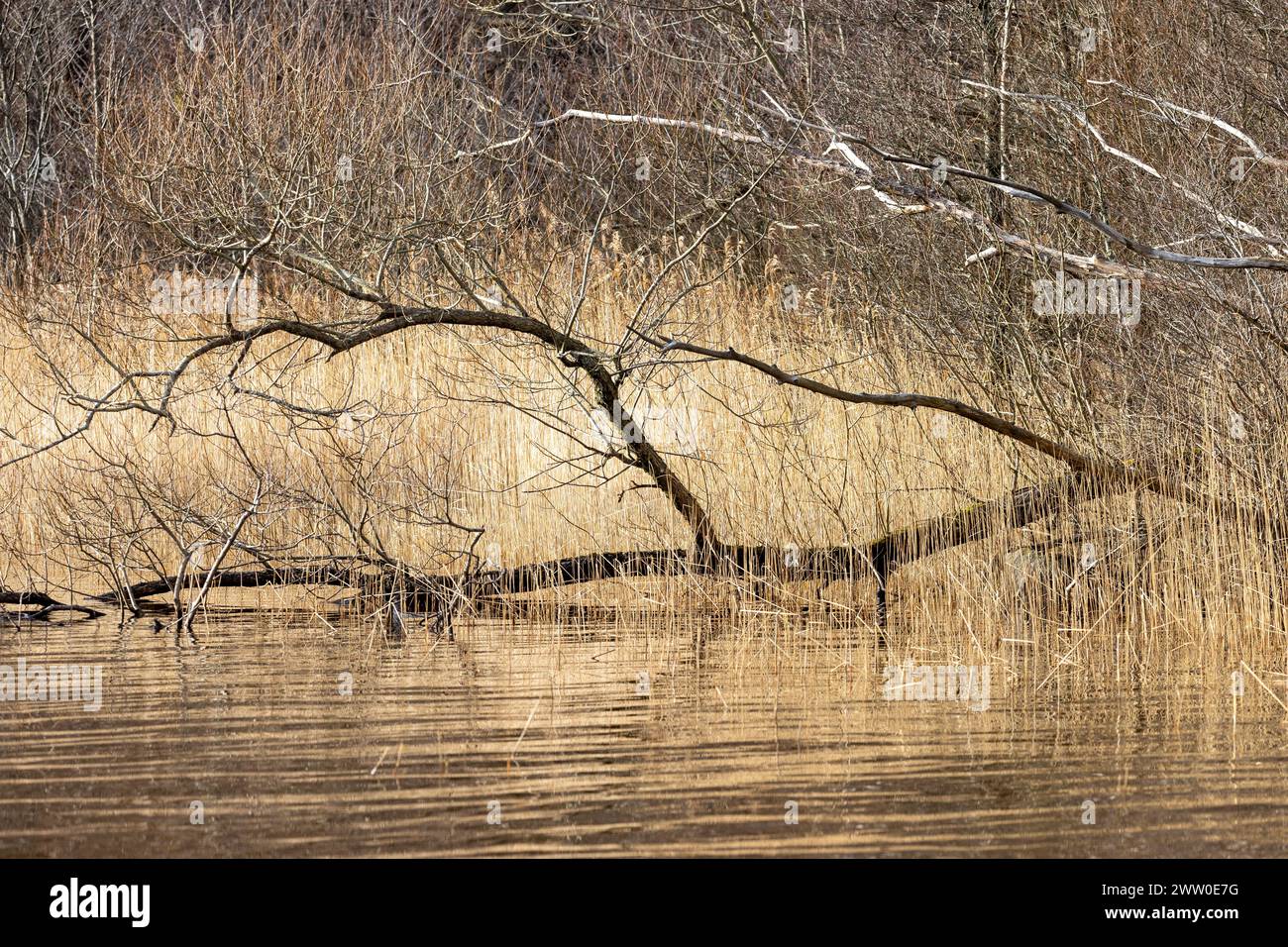 Dry reeds and fallen tree at river bank with sunlight illuminating ...