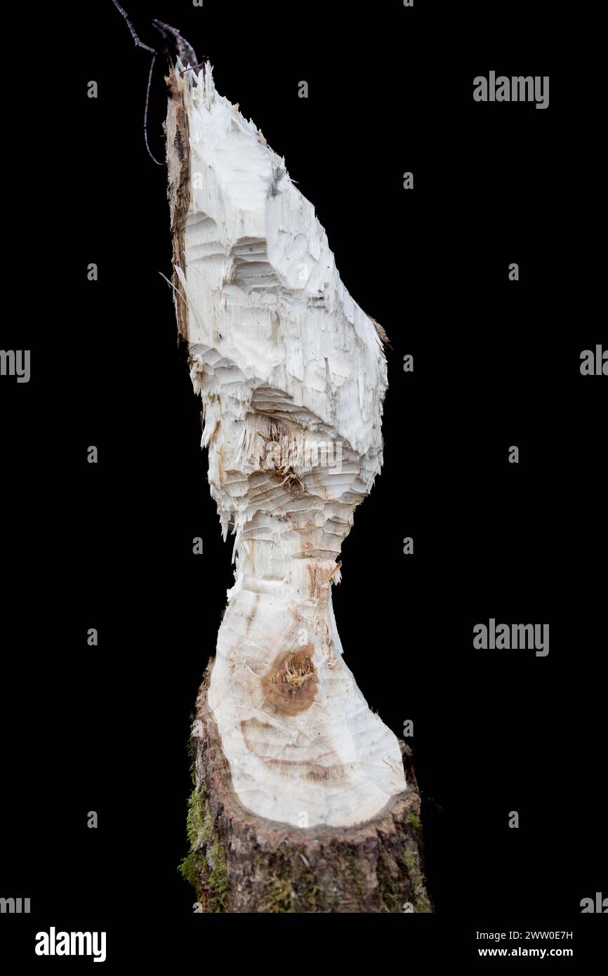 Gnawing marks on tree from beaver. Isolated with black background Stock ...