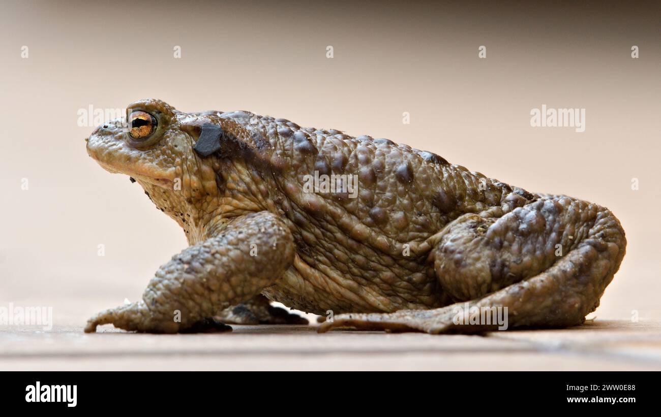Common toad Bufo bufo female. Huge frog from Czech republic. Mating ...