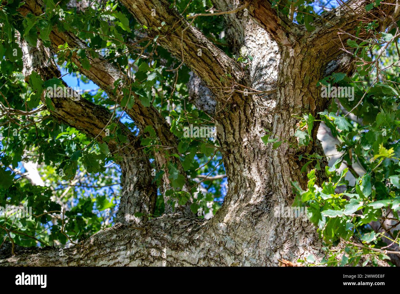 Oak leaves outline set hi-res stock photography and images - Alamy