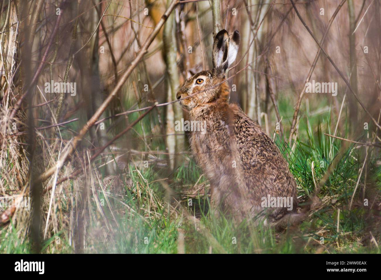 Wild hare Lepus europaeus is resting in the forest. Hidden behind the ...