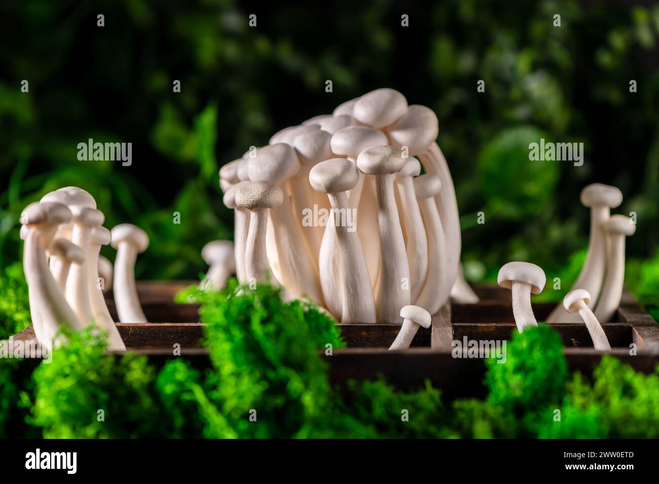 Closeup of a bunch of shimeji mushrooms in a wooden container ...