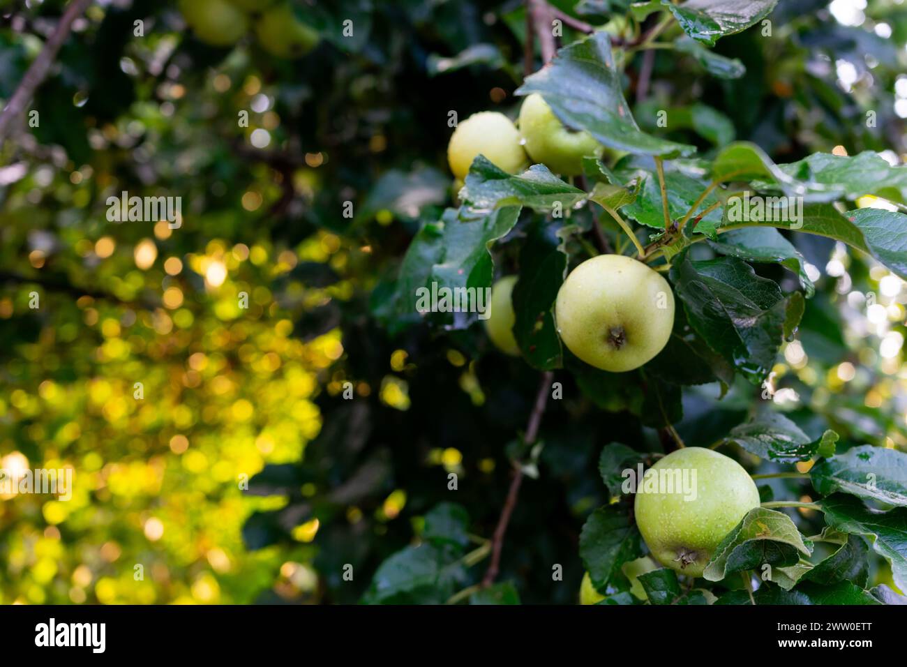 An apple tree after the rain. Green wet apples on a branch Stock Photo ...