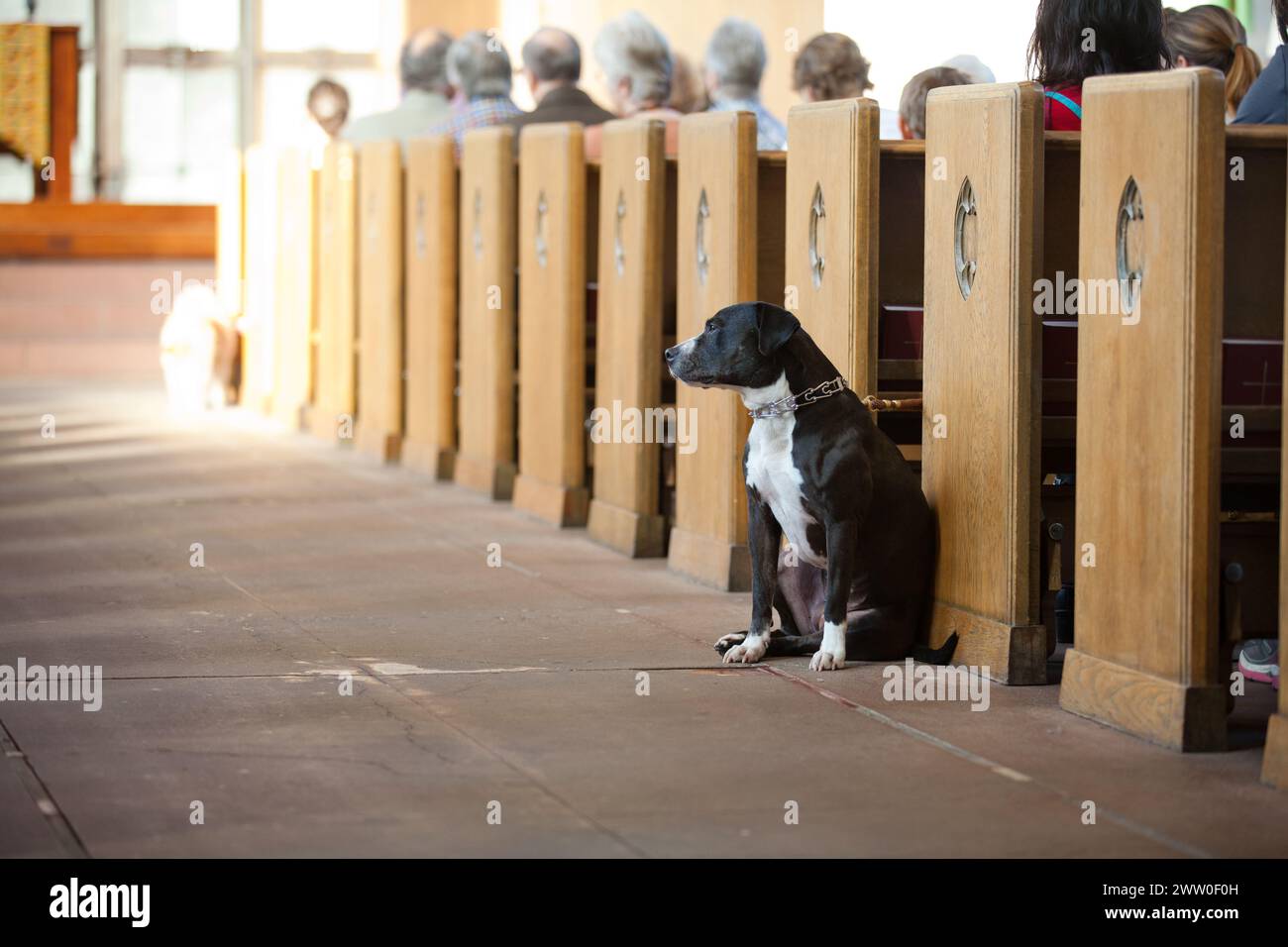 Pets in church hi-res stock photography and images - Alamy