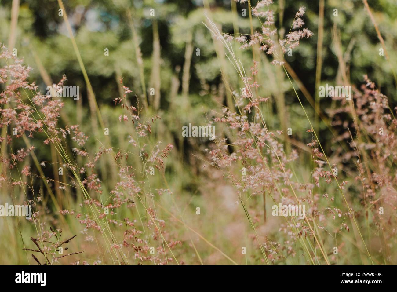 pink melinis grass flower background Stock Photo - Alamy
