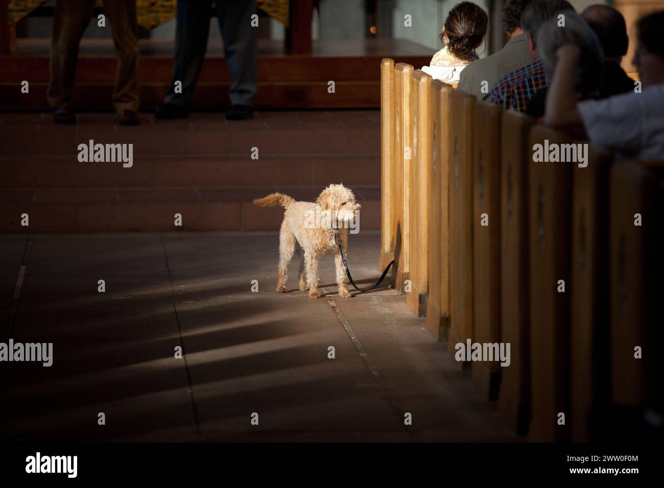 Blessing of the dogs hi-res stock photography and images - Alamy