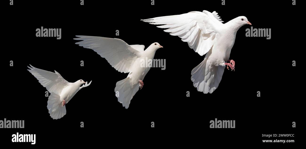white doves, birds of peace in flight isolated on a black background ...