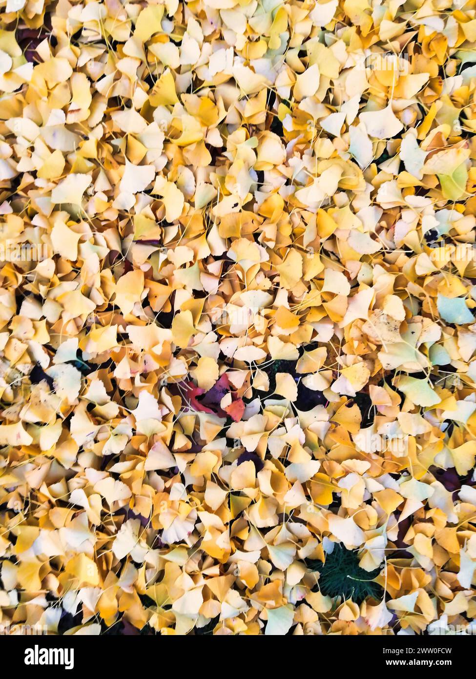 Autumn Magic: Yellow Leaves Fall from Majestic Ginkgo Tree in Local ...