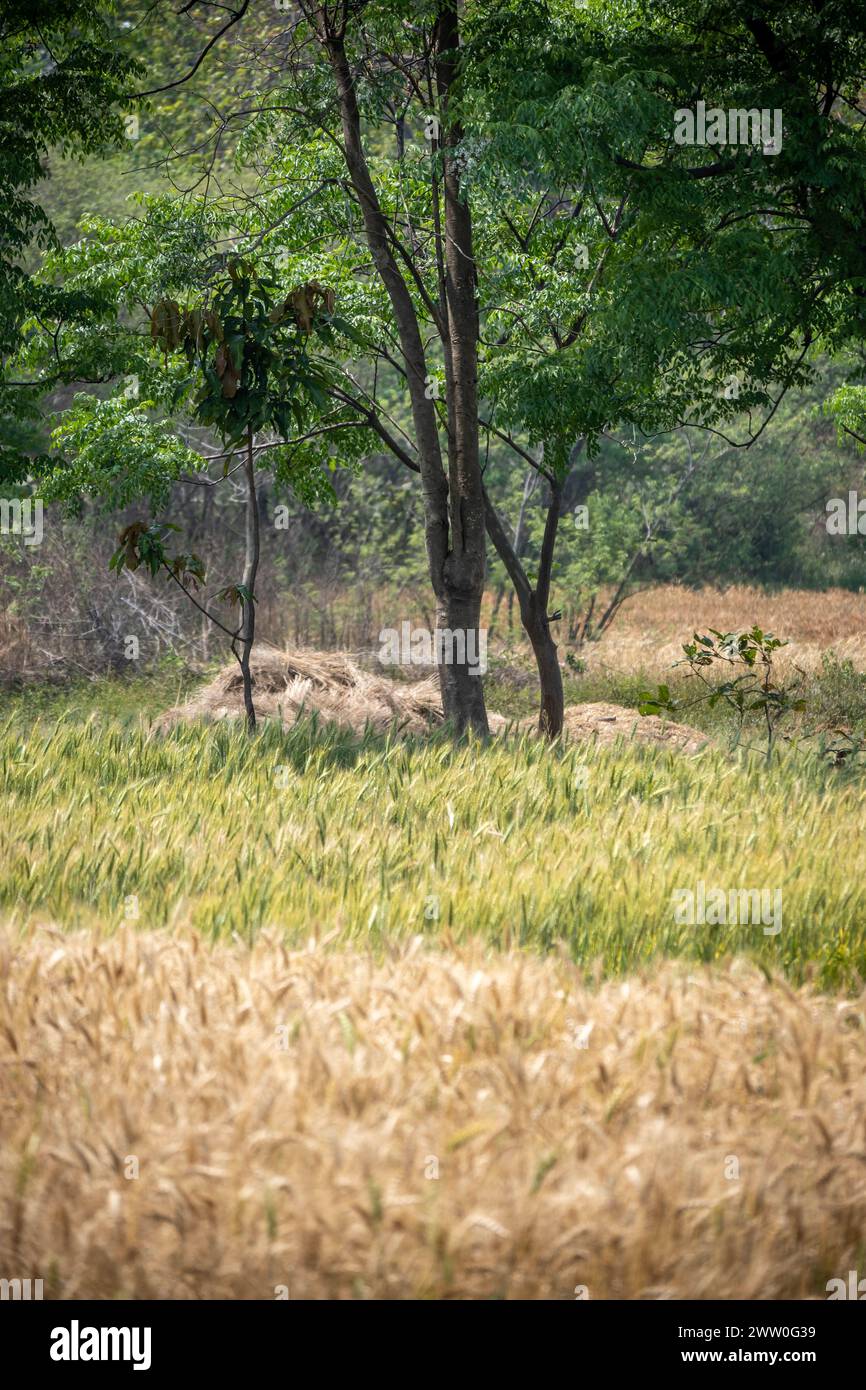 The intricate patterns of shadows dance across the ground, while wispy ...