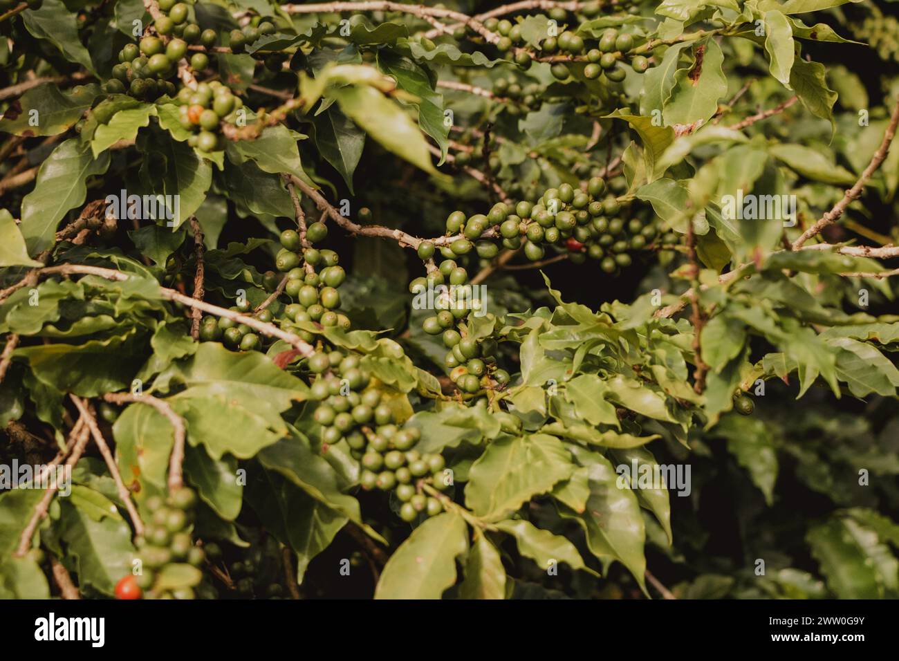 Rural coffee production hi-res stock photography and images - Alamy