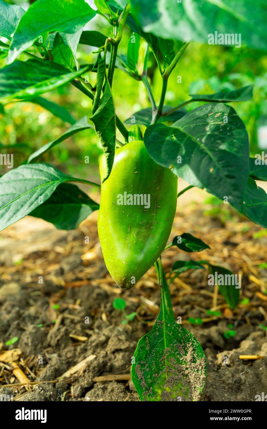 Green pepper grows on a bush Stock Photo - Alamy