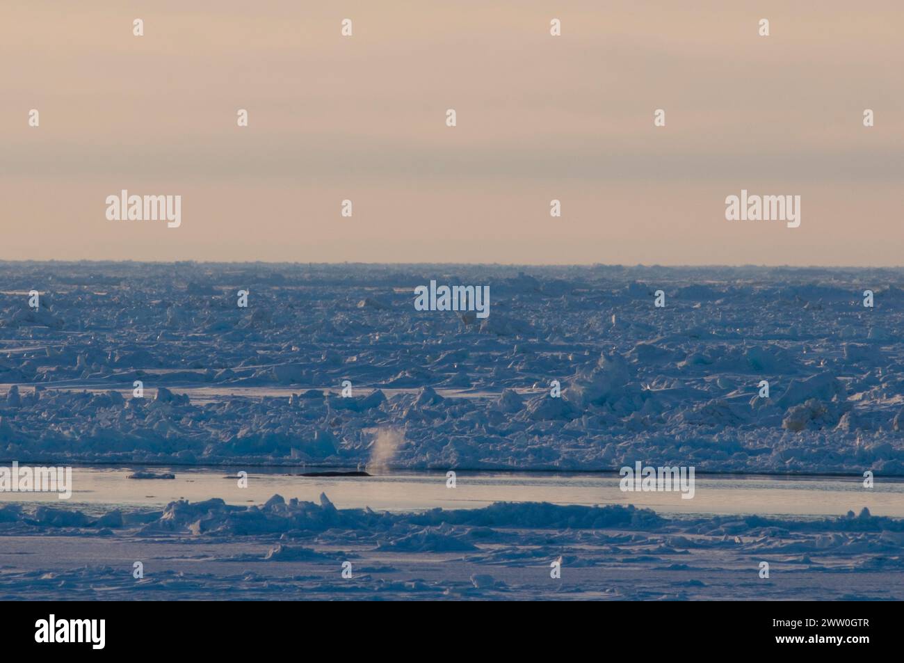 bowhead whale, Balaena mysticetus, adult swims through an open lead in ...