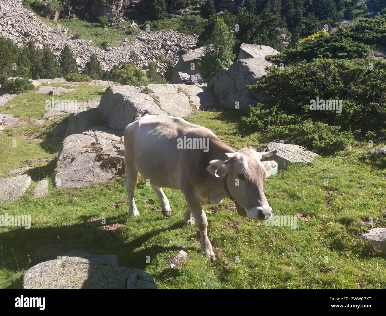 árboles y bosques hi-res stock photography and images - Alamy