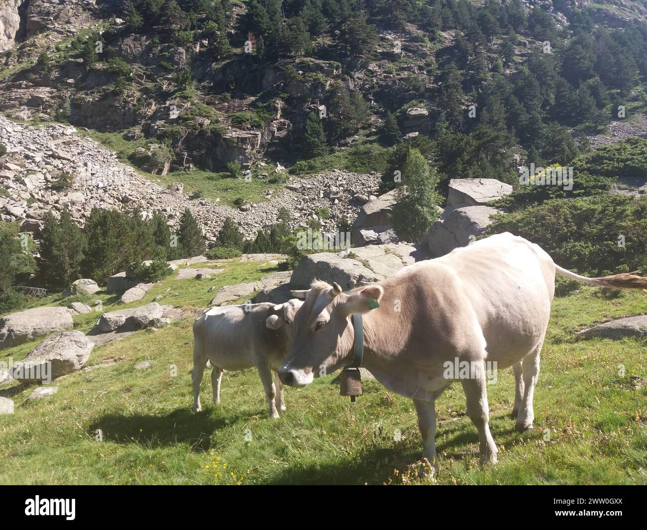 Diferentes paísajes de bosques, montañas y va.cas Stock Photo - Alamy