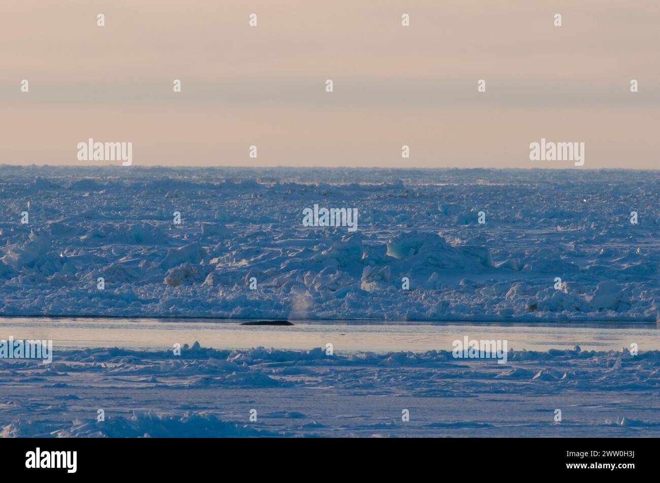 bowhead whale, Balaena mysticetus, adult swims through an open lead in ...