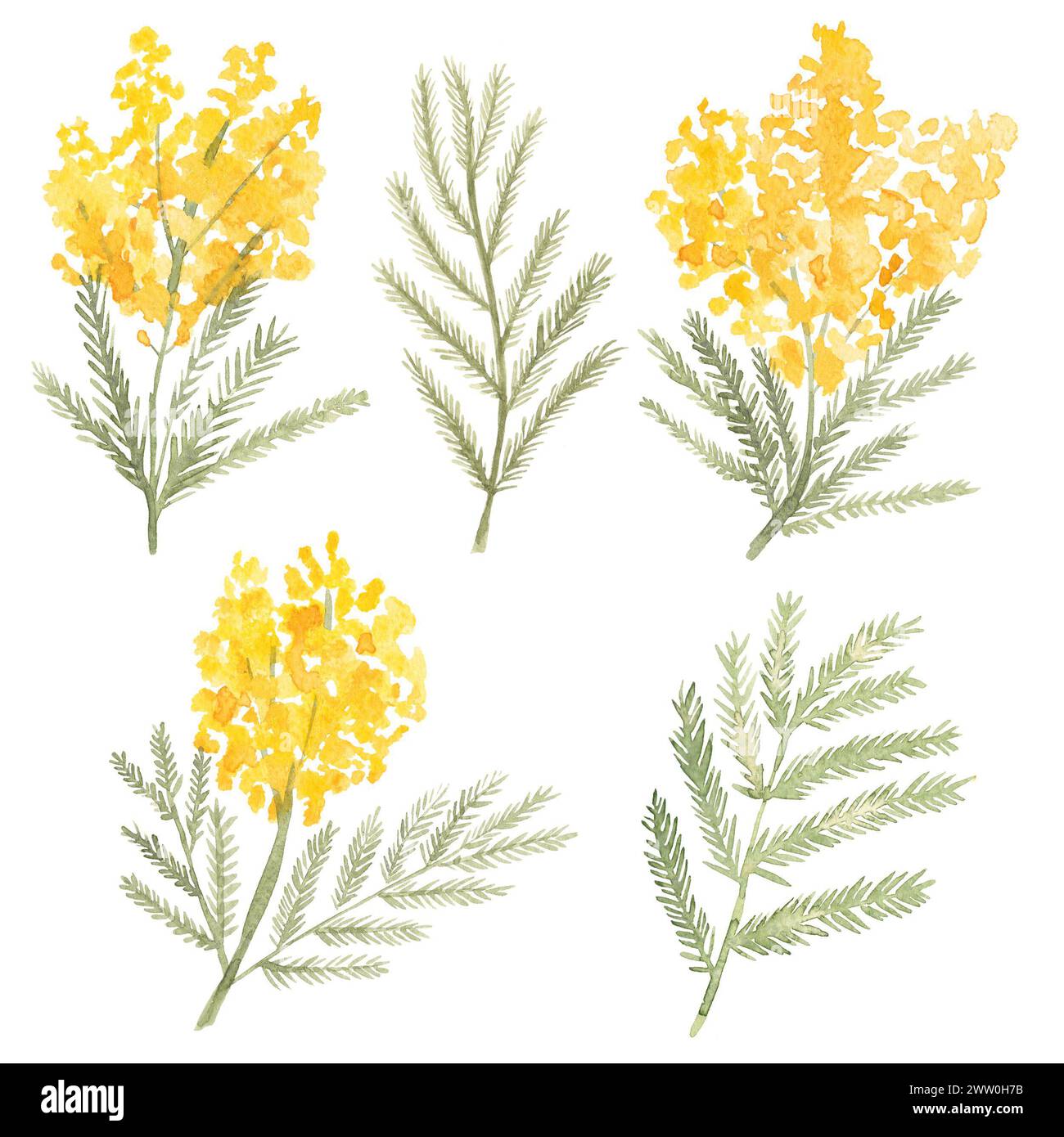 Set of hand drawn watercolor mimosa isolated on white background ...
