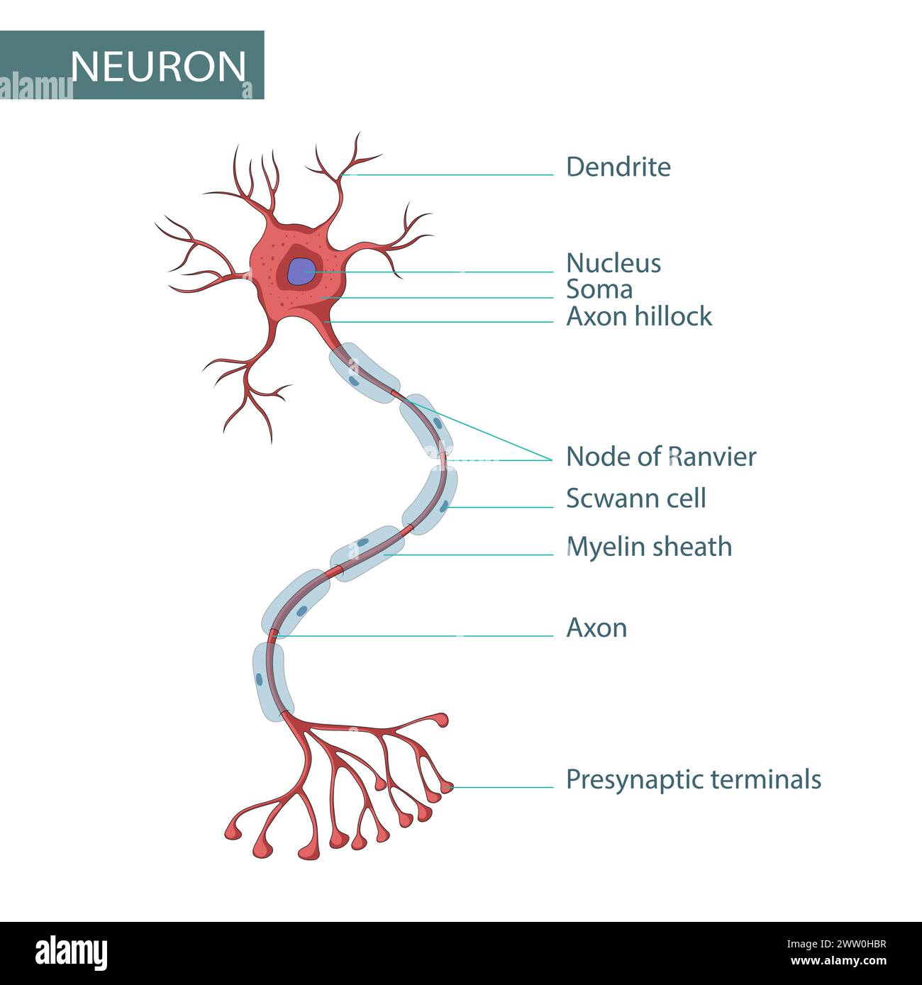 Diagram of Neuron Anatomy vector illustration Stock Vector Image & Art ...