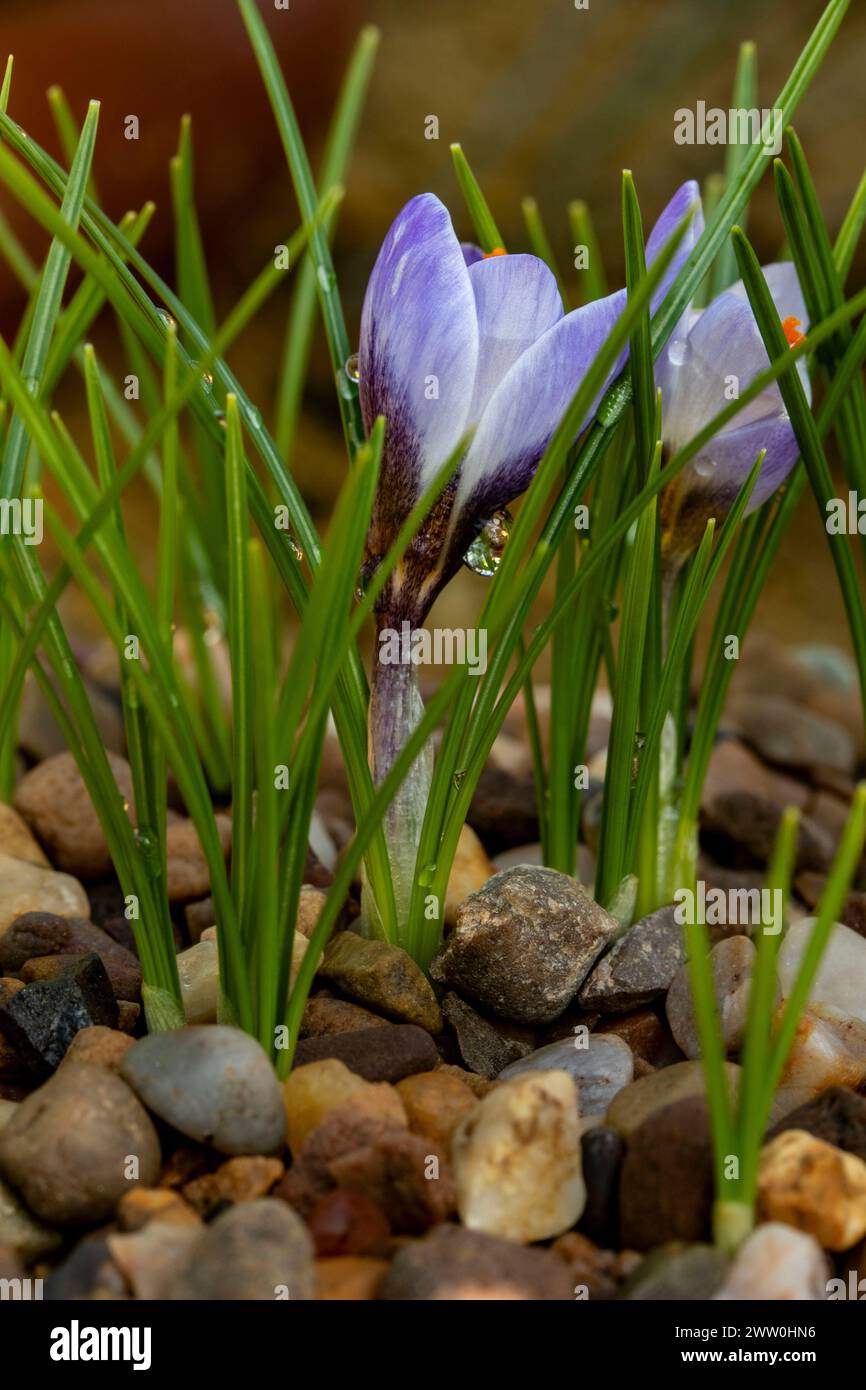 Small clump of the stunning Crocus Biflorus 'Blue Pearl’. Natural close ...
