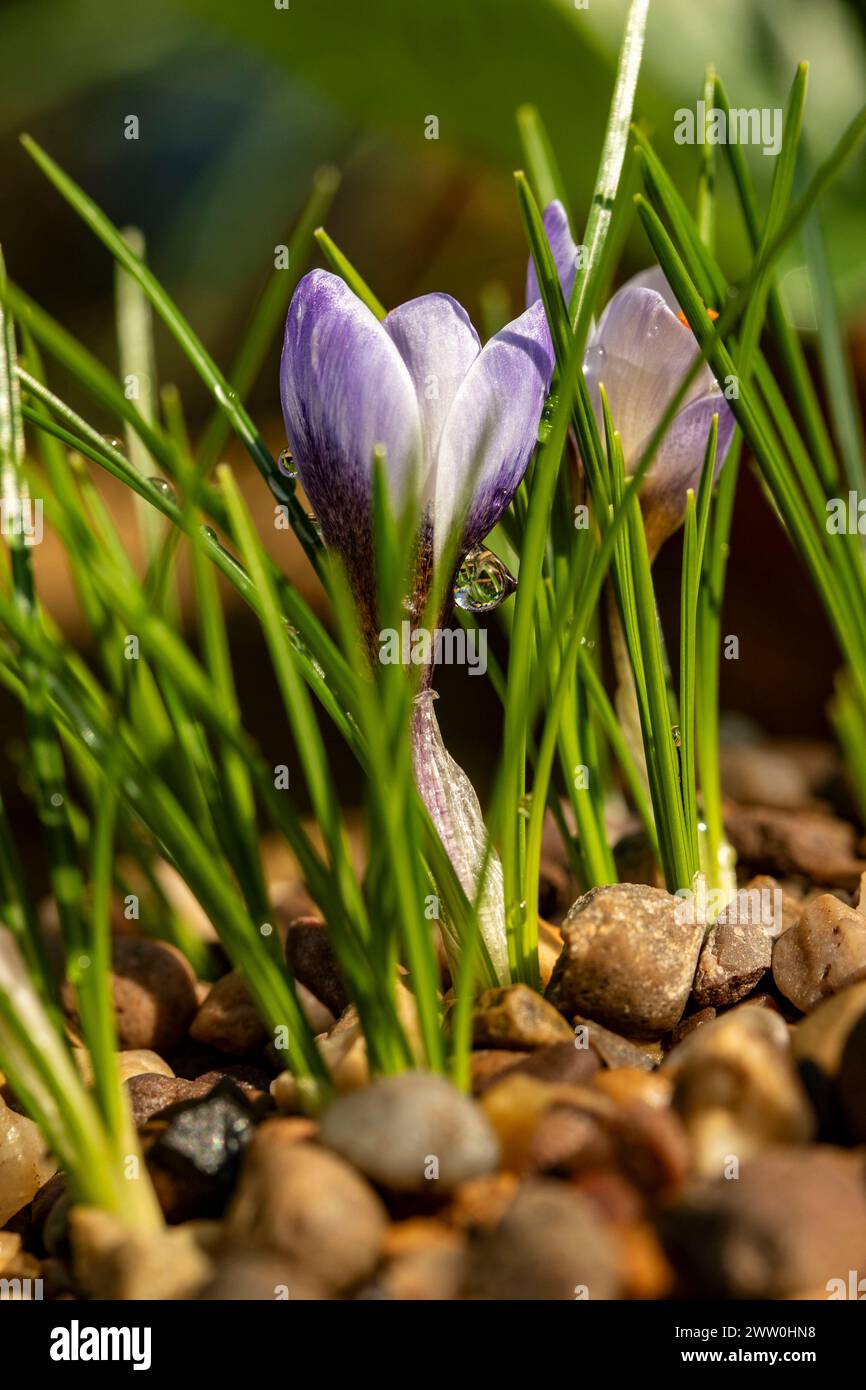 Small clump of the stunning Crocus Biflorus 'Blue Pearl’. Natural close ...